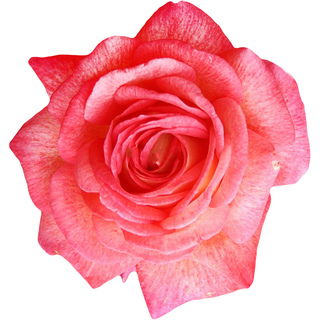 Grasse rose - More about the fragrance note, popular perfumes and more.